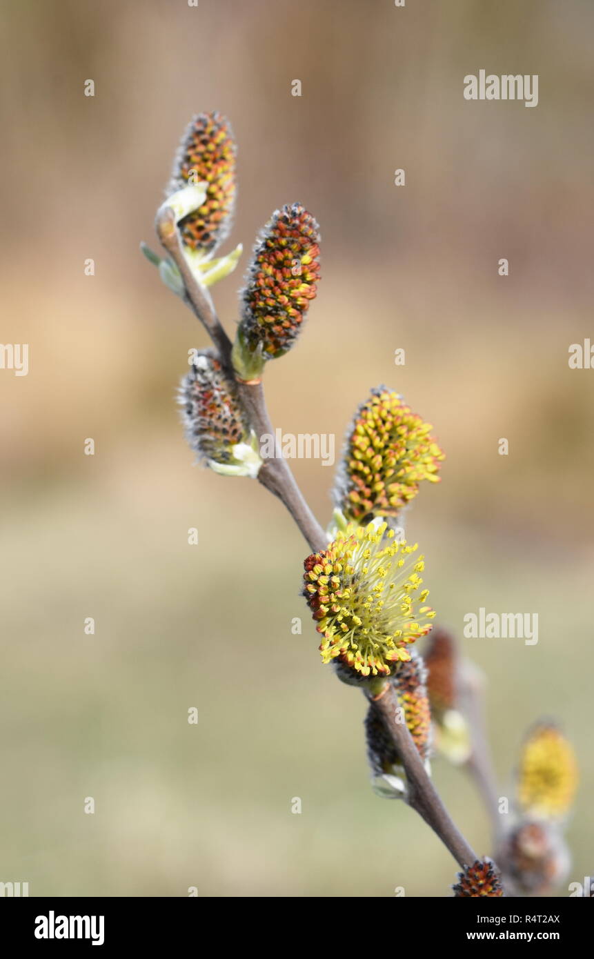 Catkins on a grey sallow shrub salix cinerea in early spring Stock ...