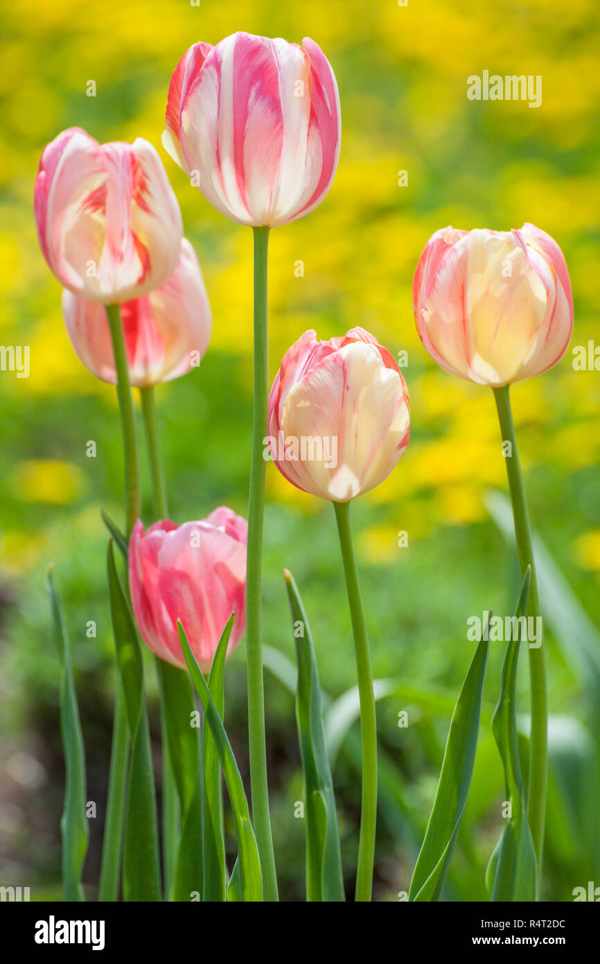 Many beautiful tulips in a row with different colours in the garden ...