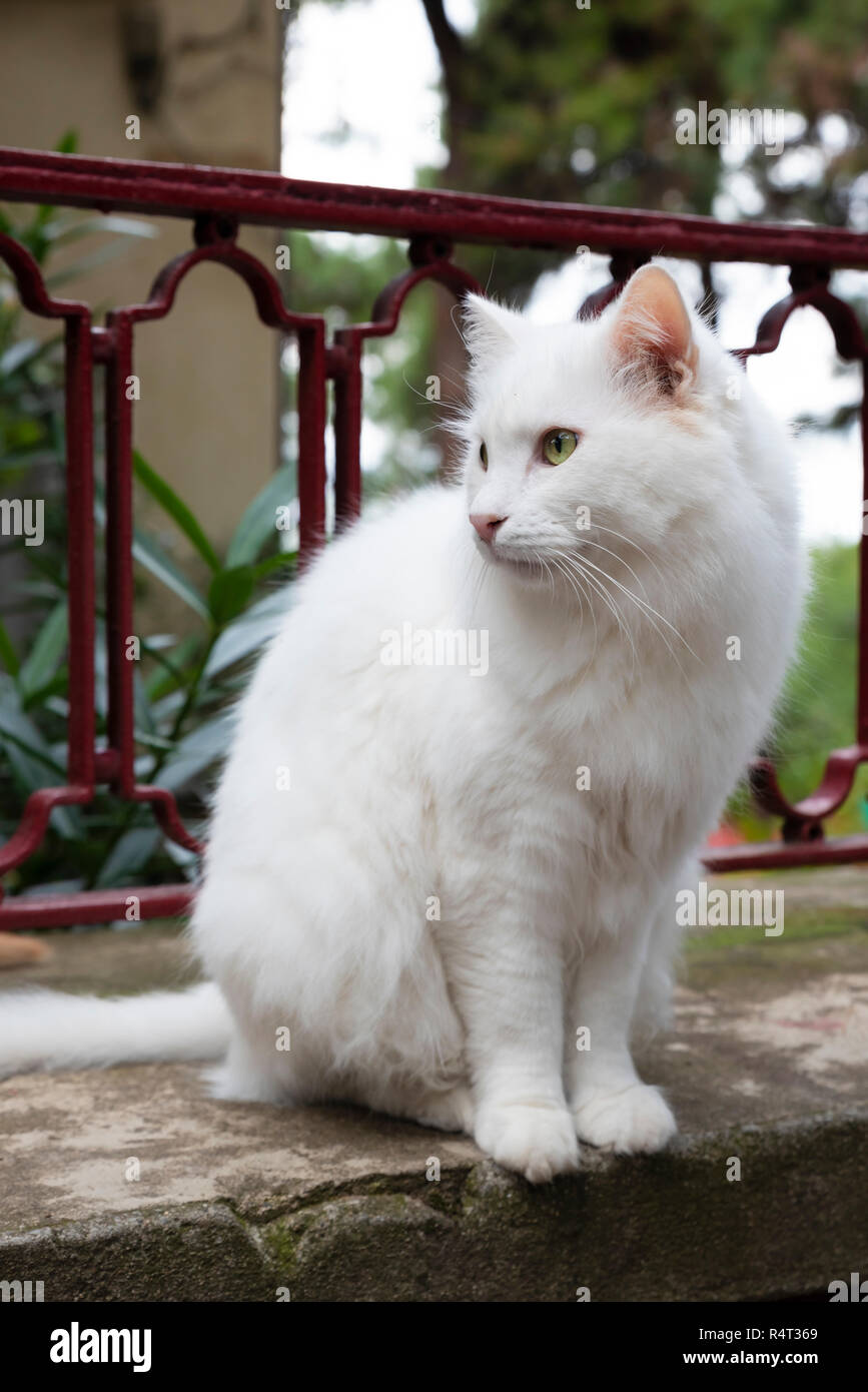 A white beautiful cat is on a garden wall at outdoor Stock Photo - Alamy