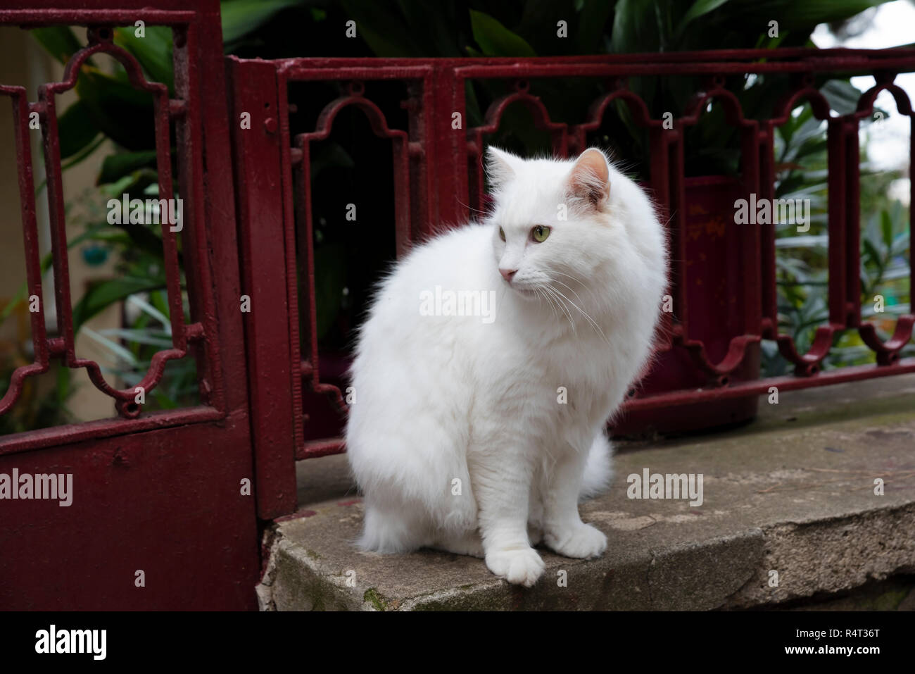 A white beautiful cat is on a garden wall at outdoor Stock Photo - Alamy