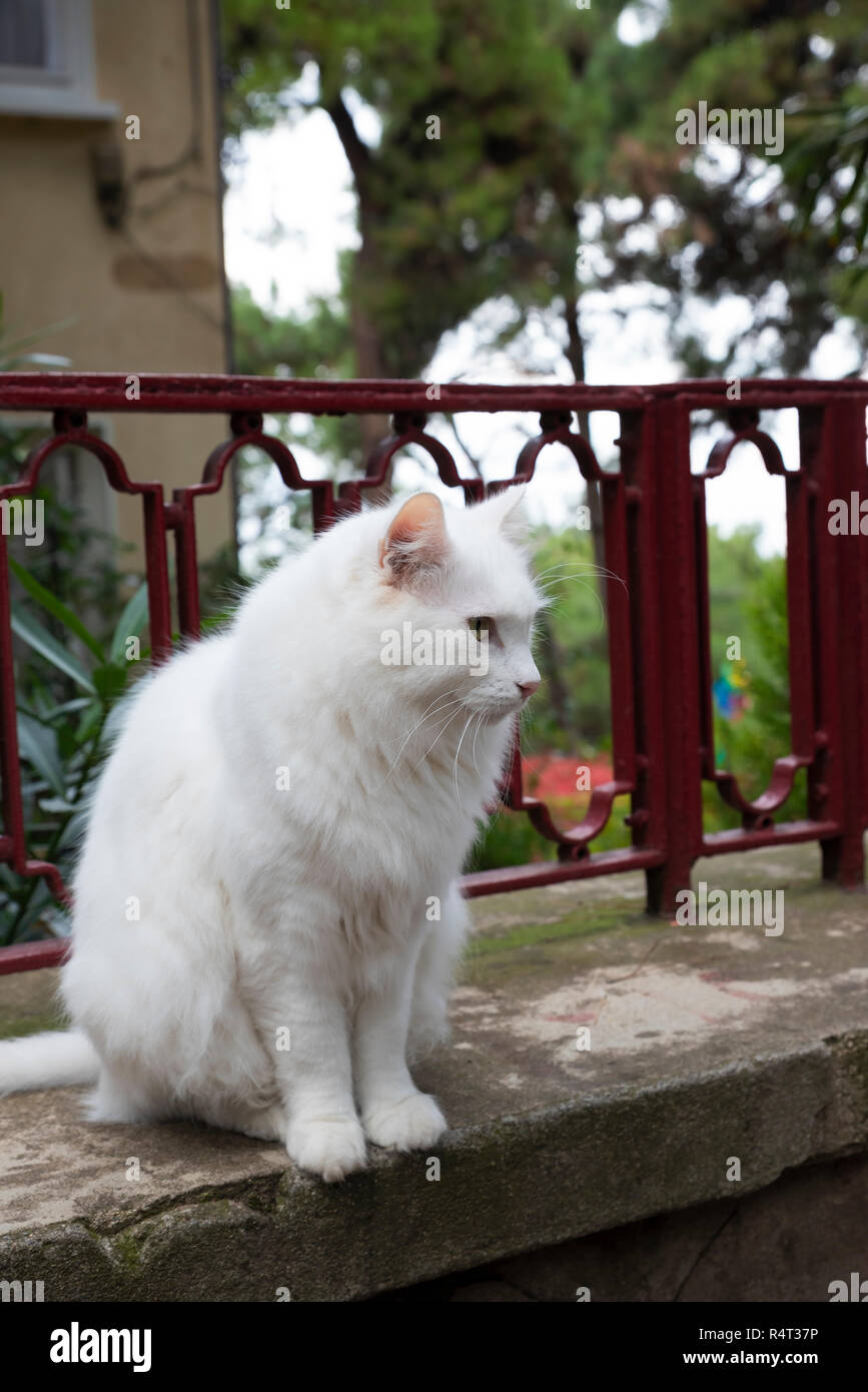 A white beautiful cat is on a garden wall at outdoor Stock Photo - Alamy