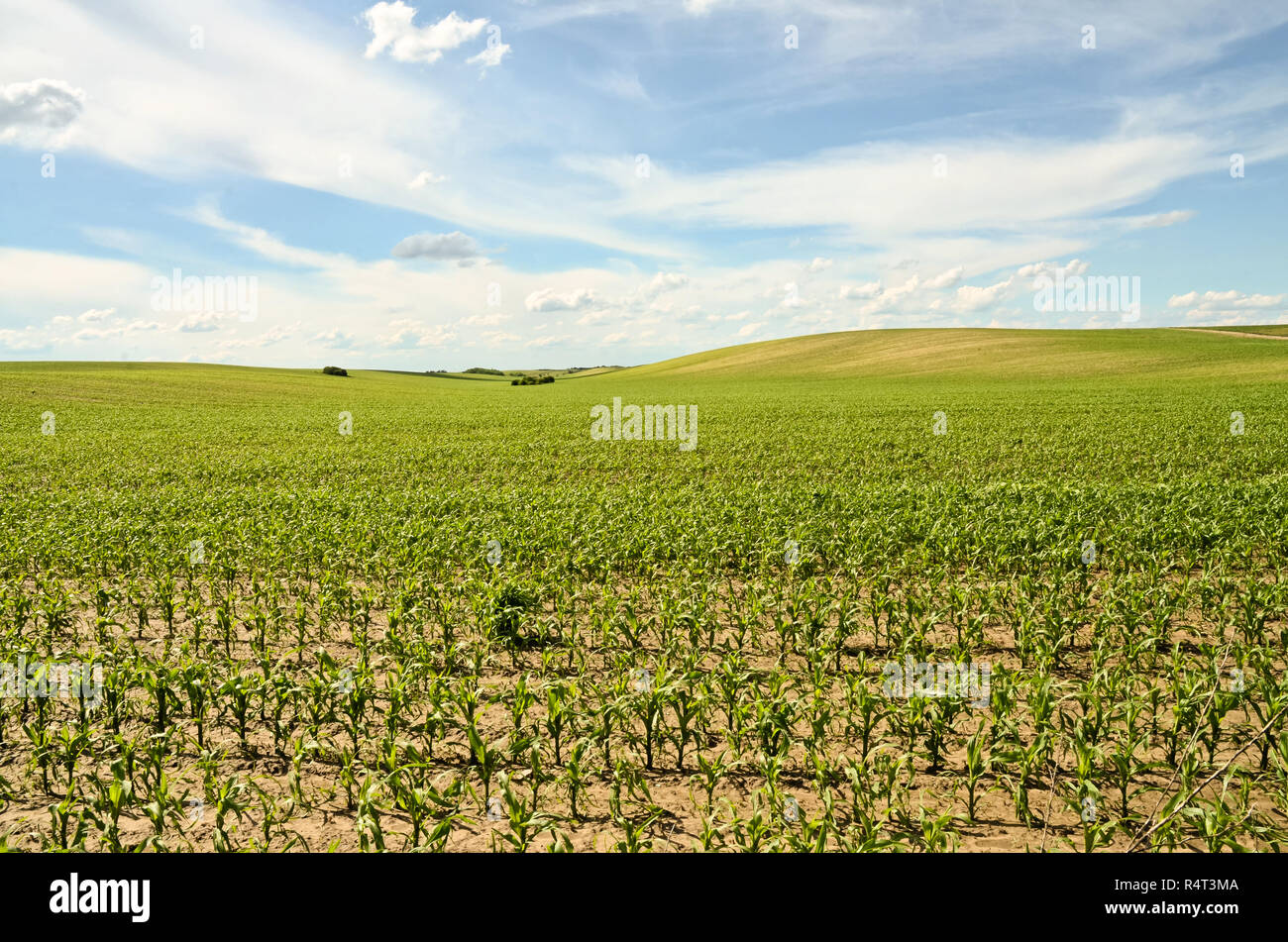 Green cornfields in Serbia Stock Photo - Alamy