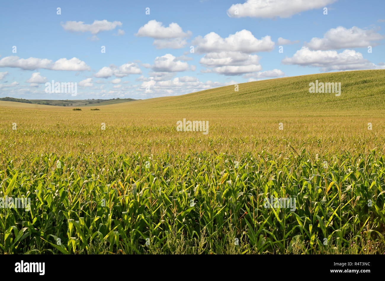 Green cornfields in Serbia Stock Photo - Alamy