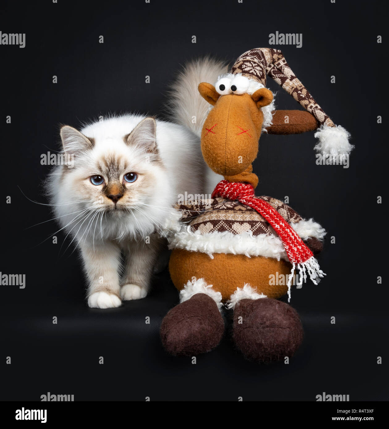 Young reindeer walking on snow hi-res stock photography and images - Alamy