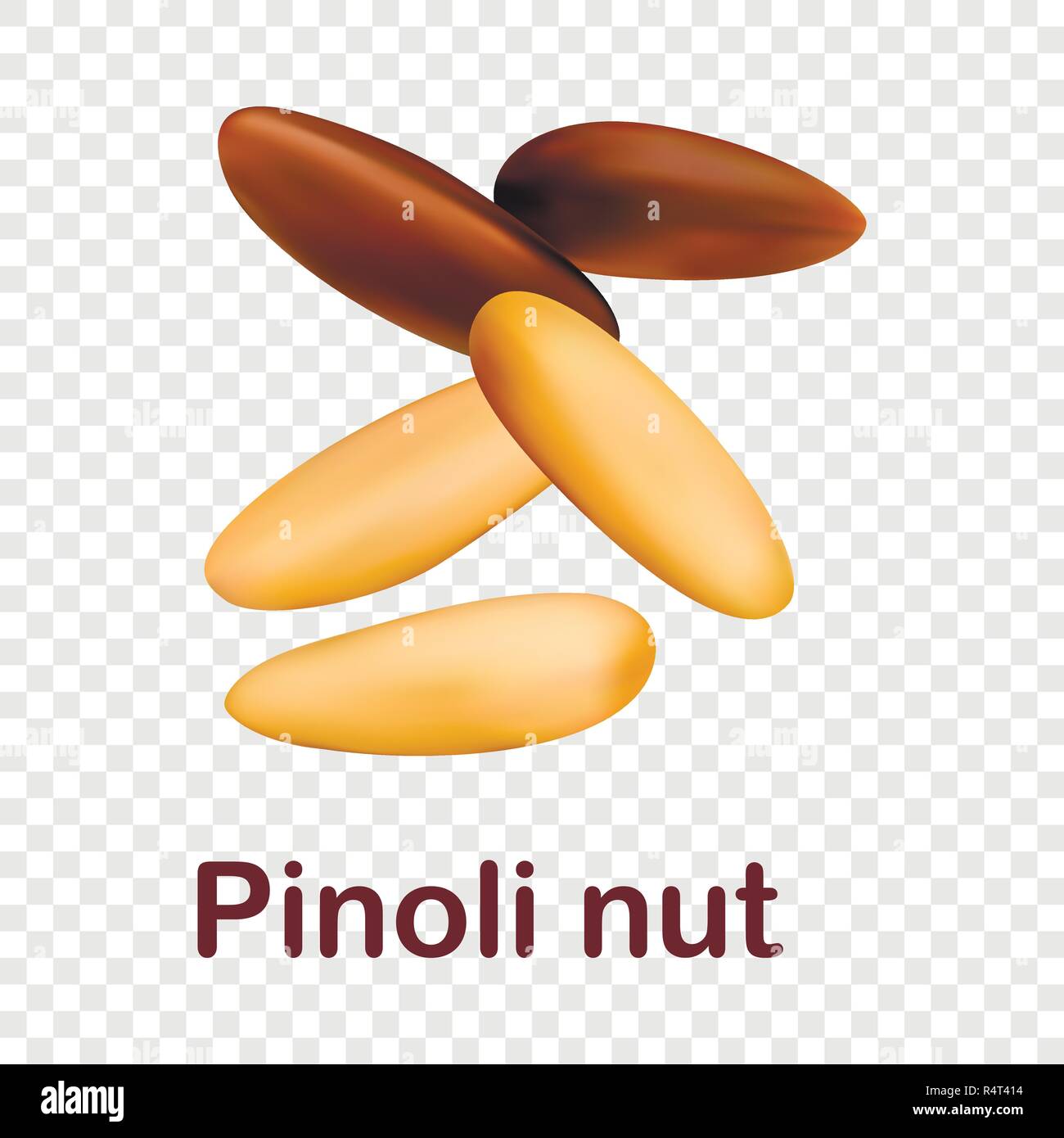 Pinoli nut icon. Realistic illustration of pinoli nut vector icon for ...