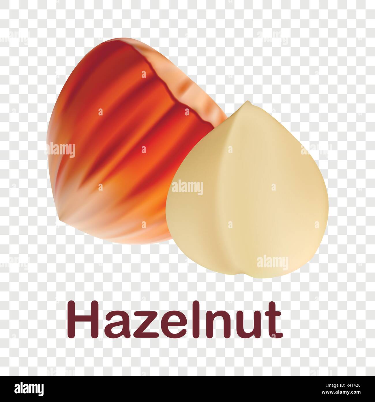 Hazelnut icon. Realistic illustration of hazelnut vector icon for on ...