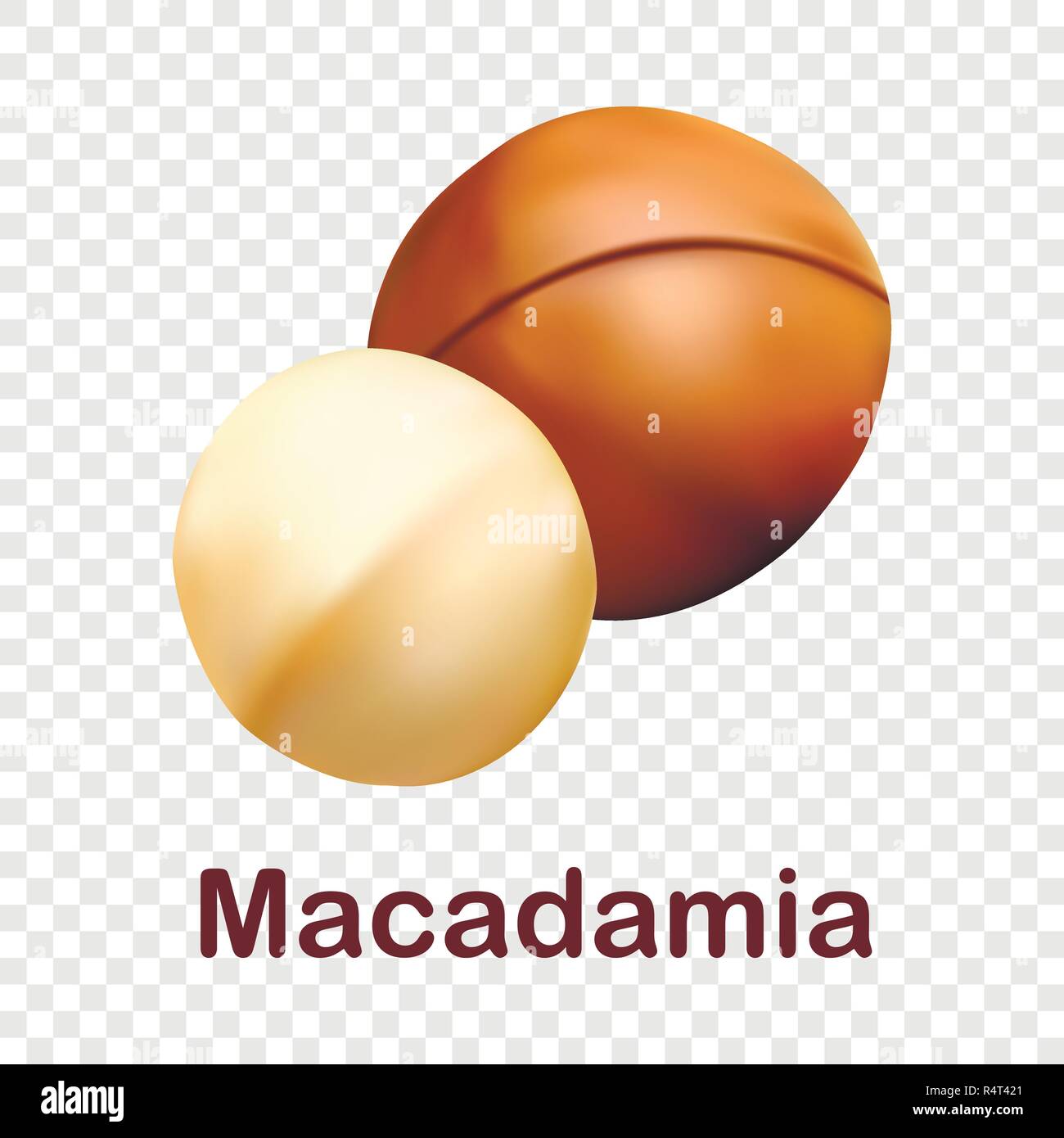 Macadamia icon. Realistic illustration of macadamia vector icon for on ...