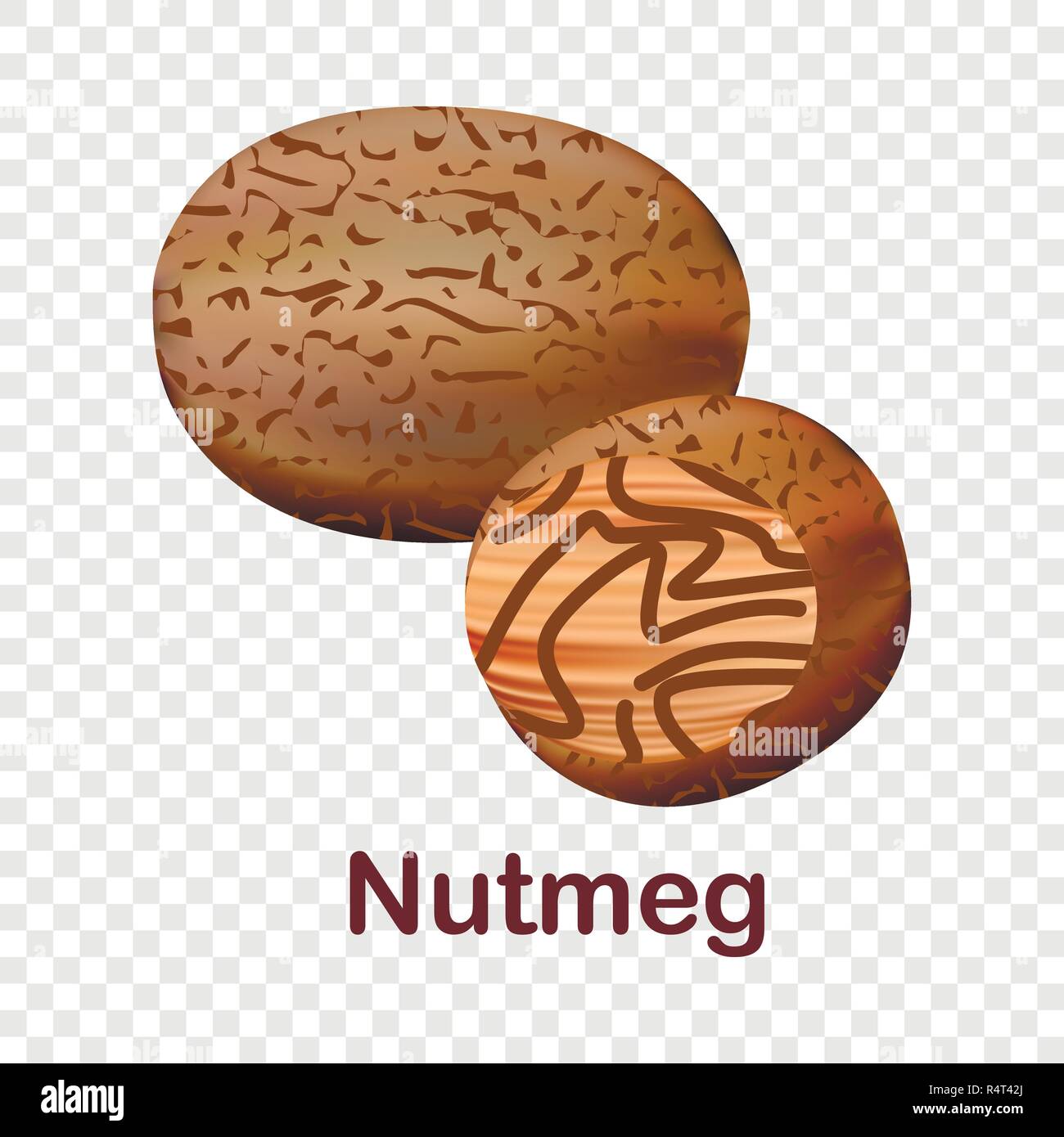 Nutmeg icon. Realistic illustration of nutmeg vector icon for on ...