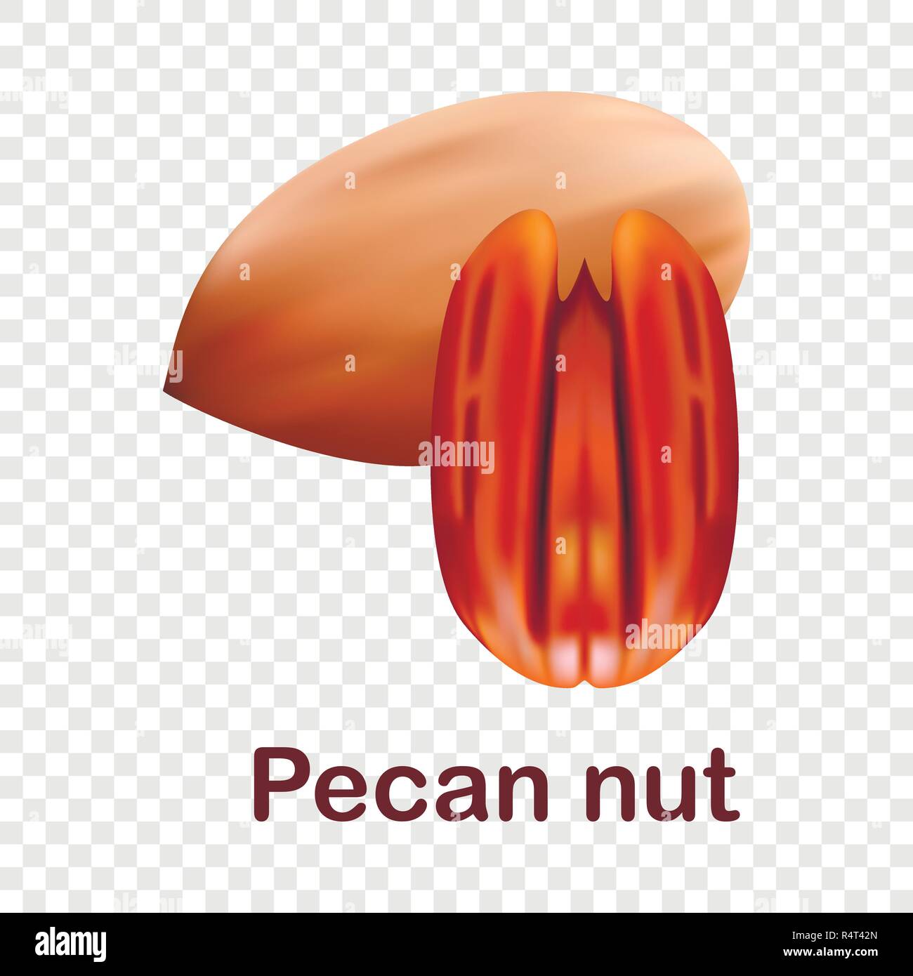 Pecan nut icon. Realistic illustration of pecan nut vector icon for on ...