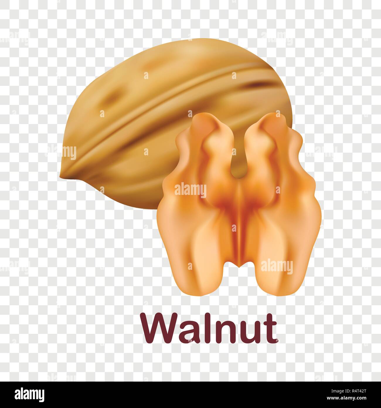 Walnut icon. Realistic illustration of walnut vector icon for on ...