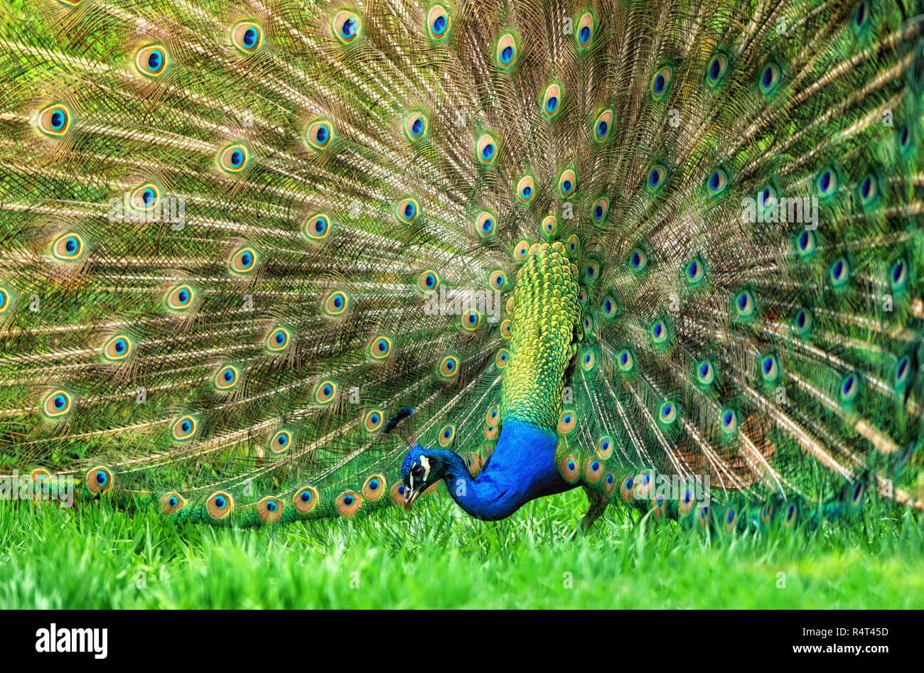 Peacock court hi-res stock photography and images - Alamy