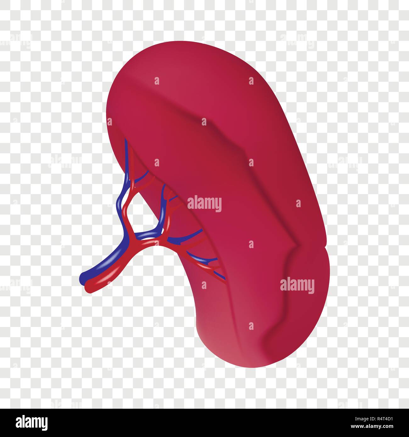 Spleen icon. Realistic illustration of spleen vector icon for on ...