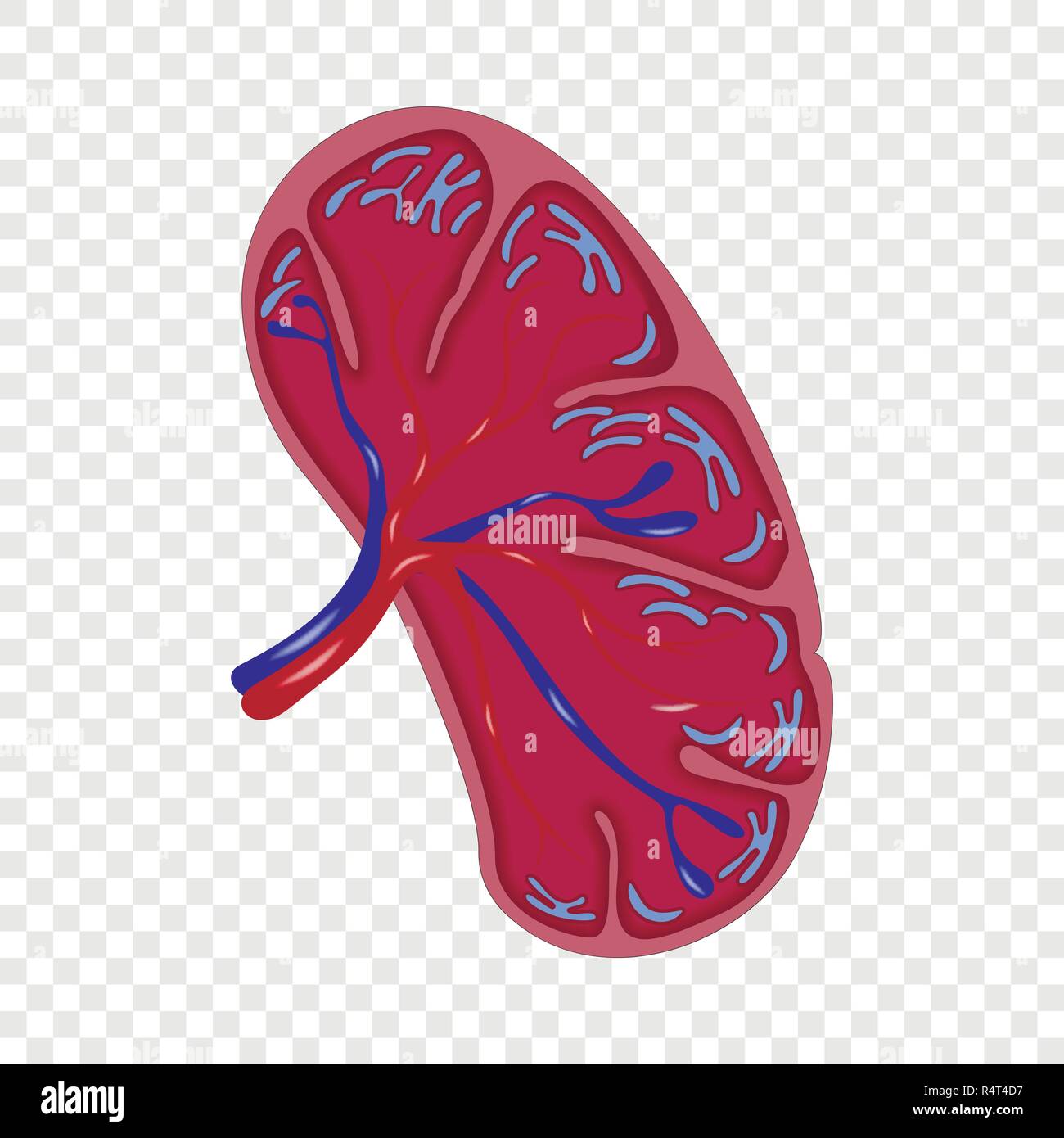 Half cut spleen icon. Realistic illustration of half cut spleen vector ...