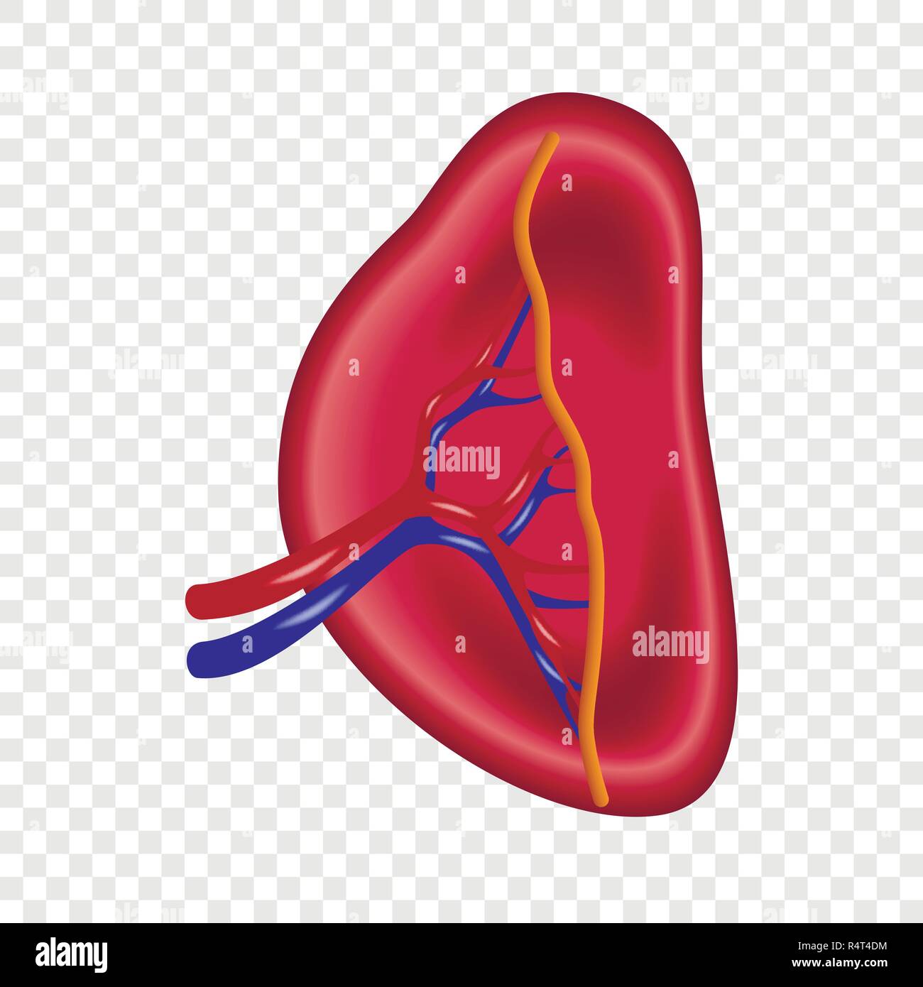Spleen anatomy vascular Stock Vector Images - Alamy