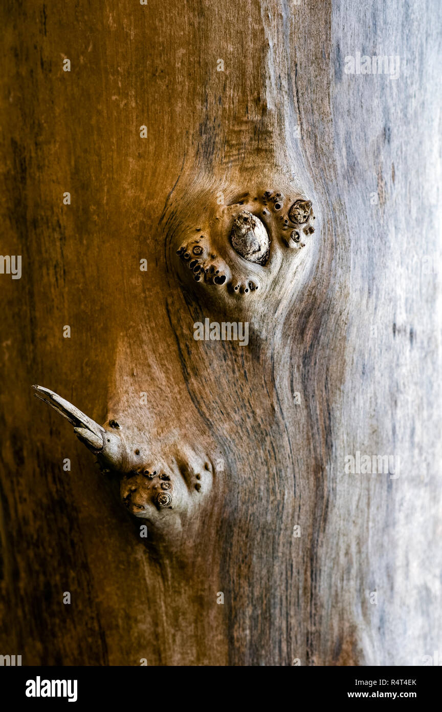 Knots on trunk hi-res stock photography and images - Alamy