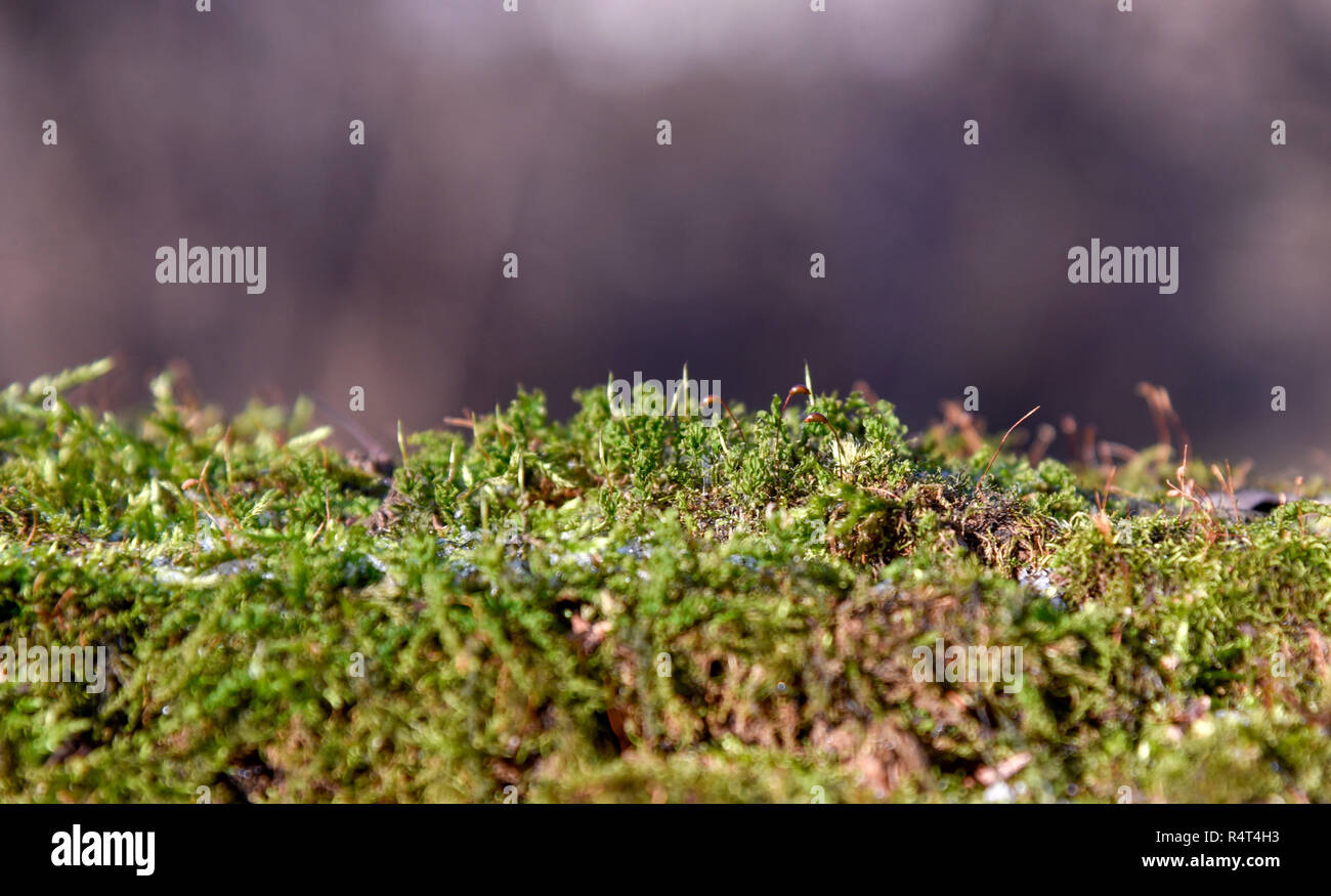First grass hi-res stock photography and images - Alamy