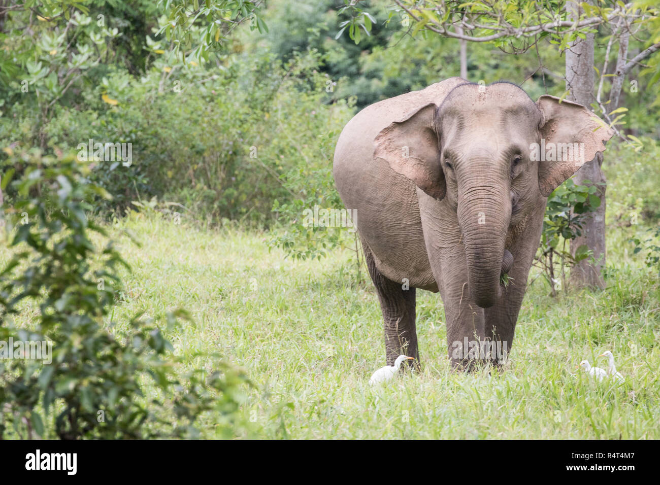 Asian elephants are the largest living land animals in Asia.Asian ...