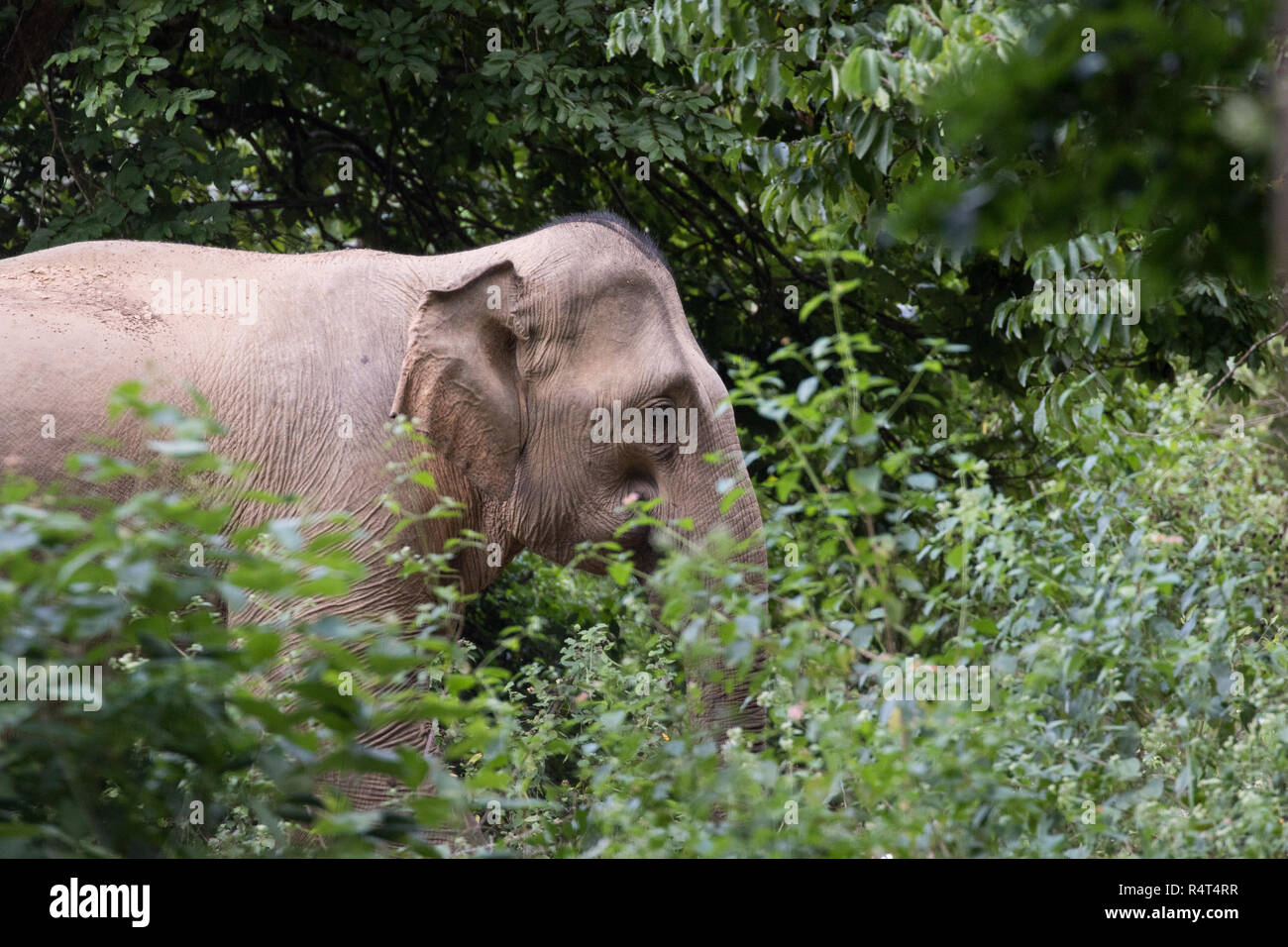 Asian elephants are the largest living land animals in Asia.Asian ...
