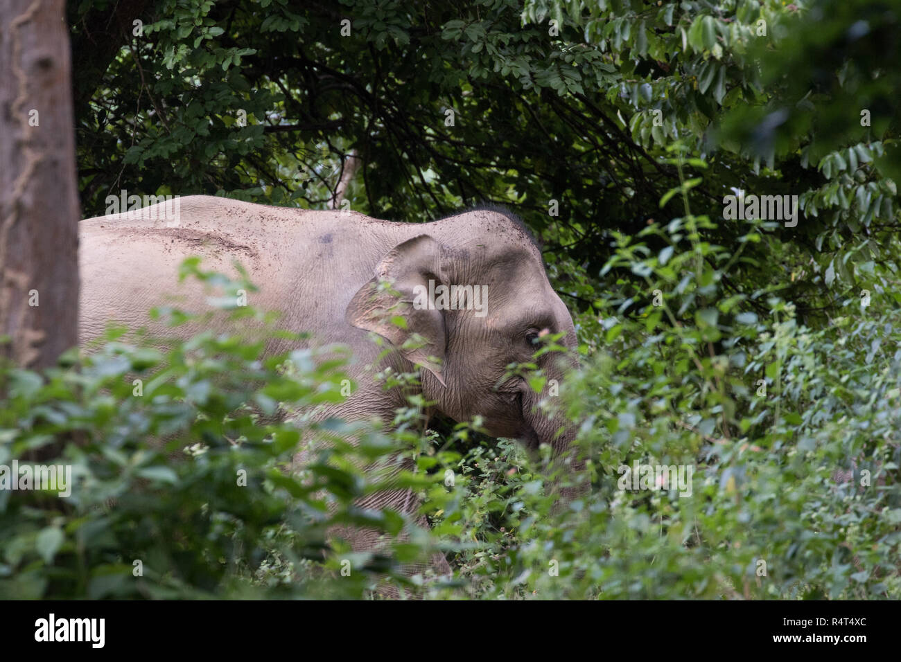 Asian elephants are the largest living land animals in Asia.Asian ...