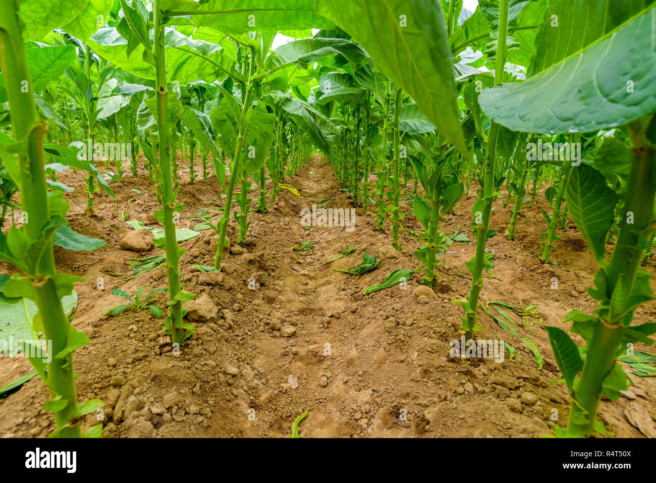 Cuban tobacco farm and field. Low view of big green leaves. Shade grown ...