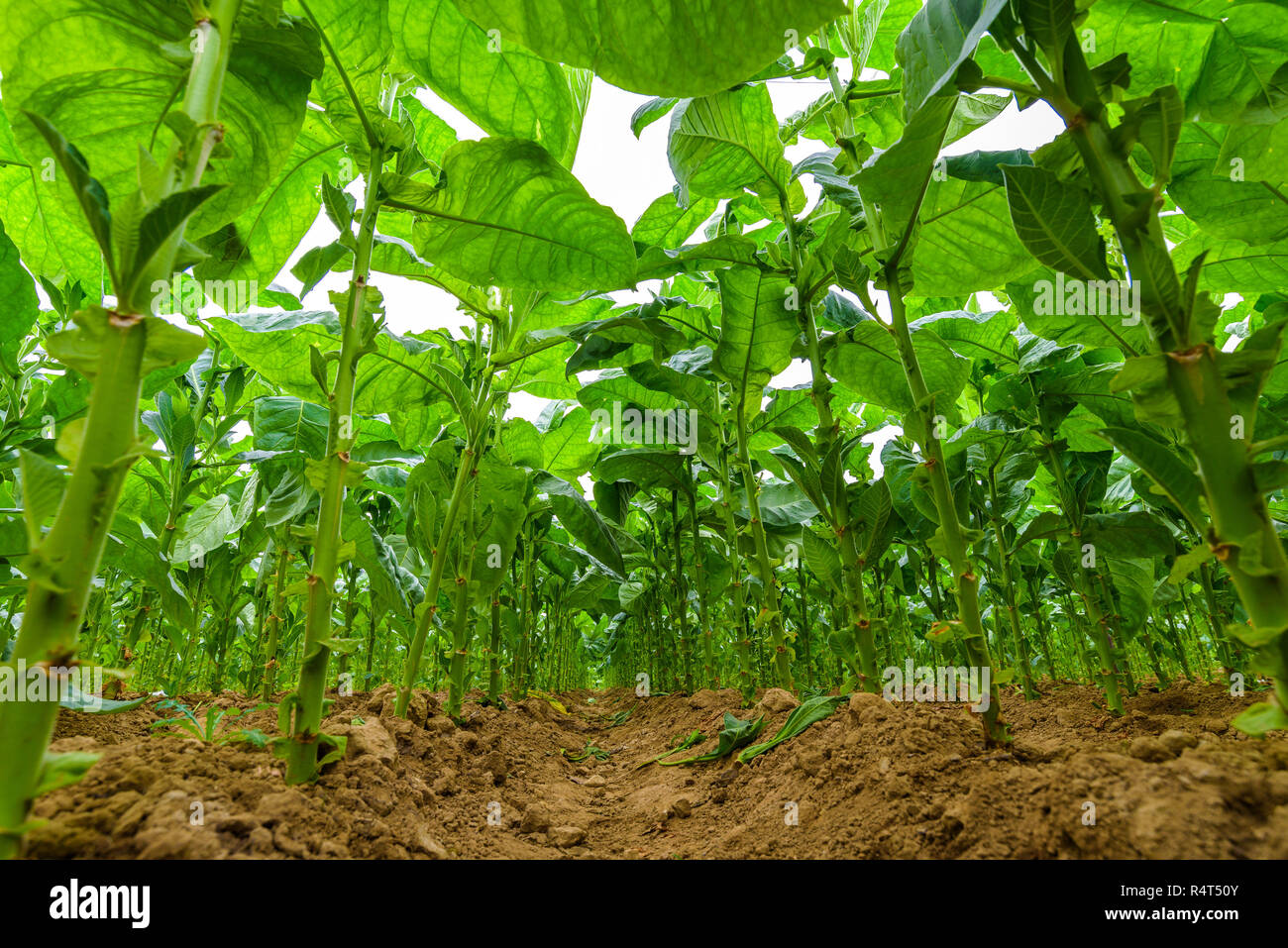 Cuban tobacco farm and field. Low view of big green leaves. Shade grown ...