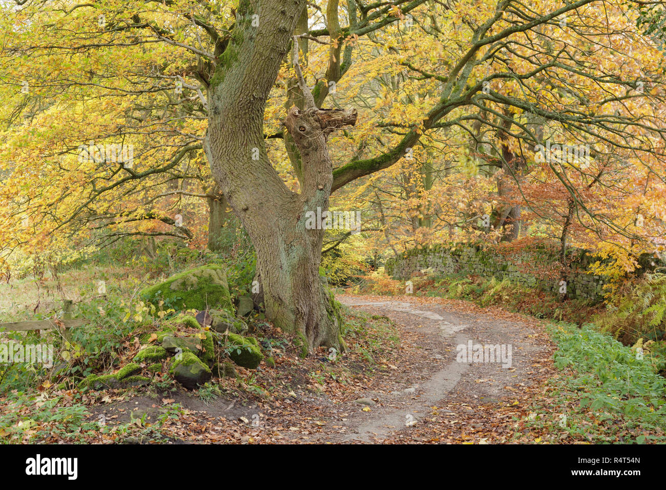 Goit stock harden hi-res stock photography and images - Alamy