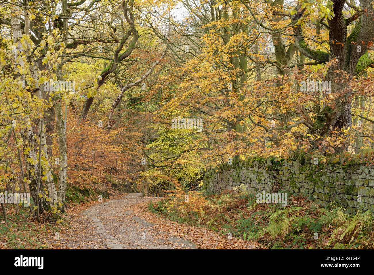 View of footpath leading to Goit Stock Waterfalls, Harden, West ...