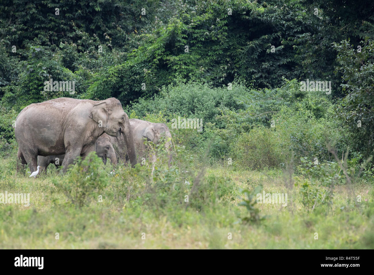 Asian elephants are the largest living land animals in Asia.Asian ...