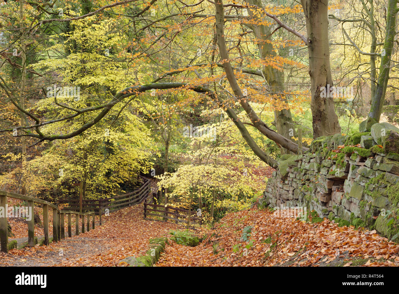 View of footpath leading to Goit Stock Waterfalls, Harden, West ...