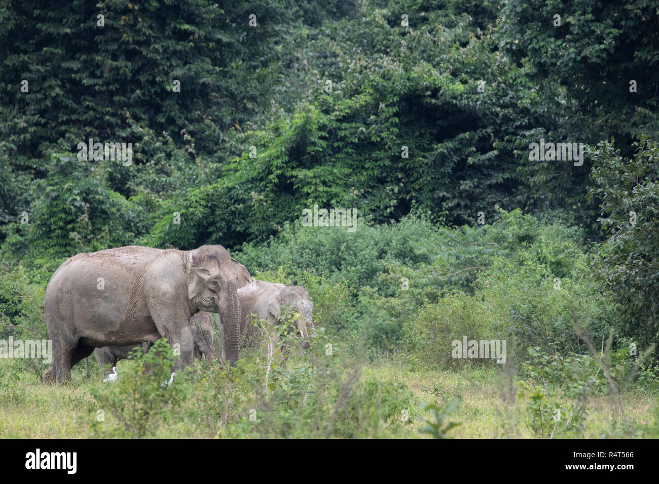 Asian elephants are the largest living land animals in Asia.Asian ...