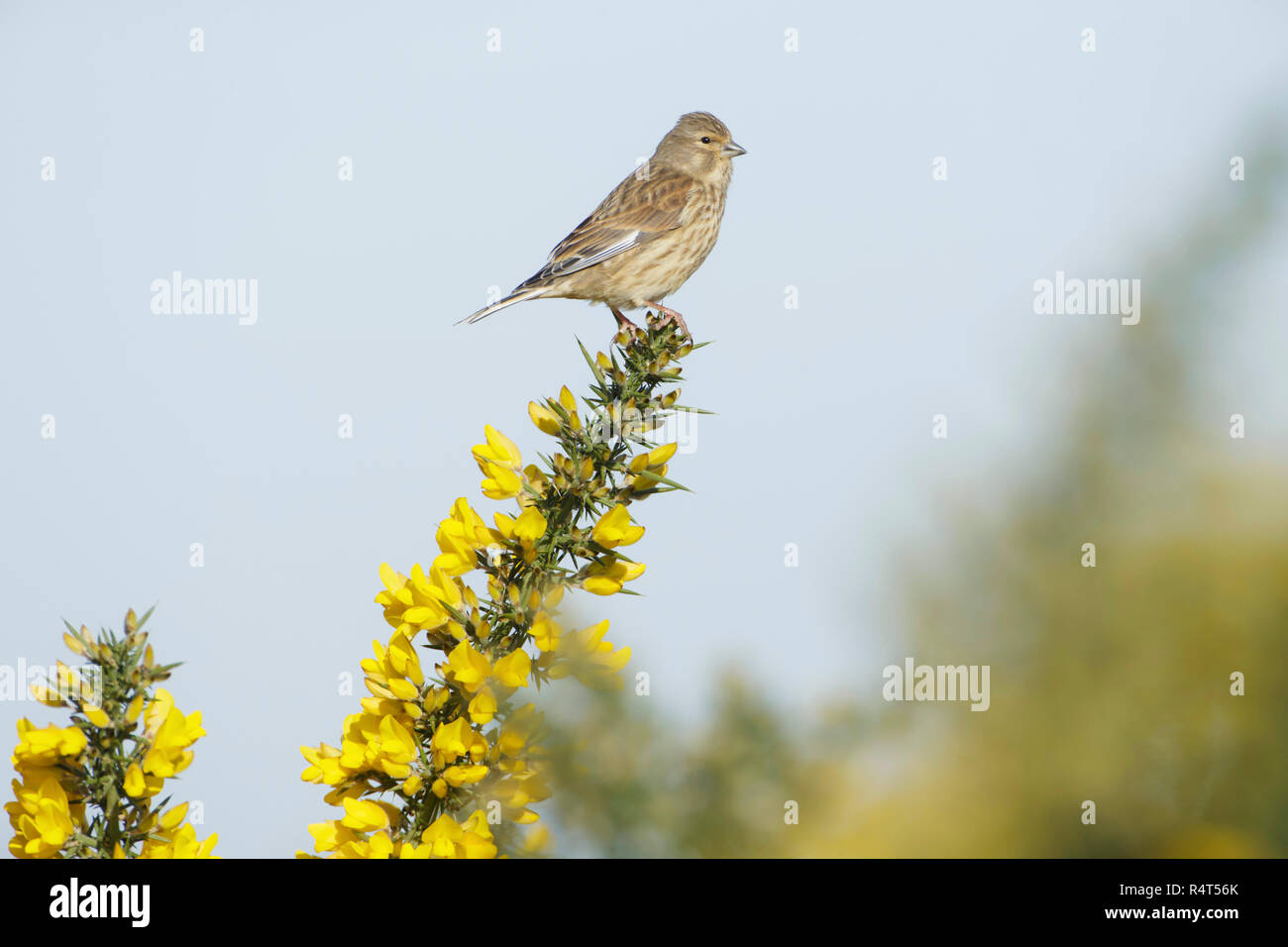 Linnet uk uk hi-res stock photography and images - Alamy