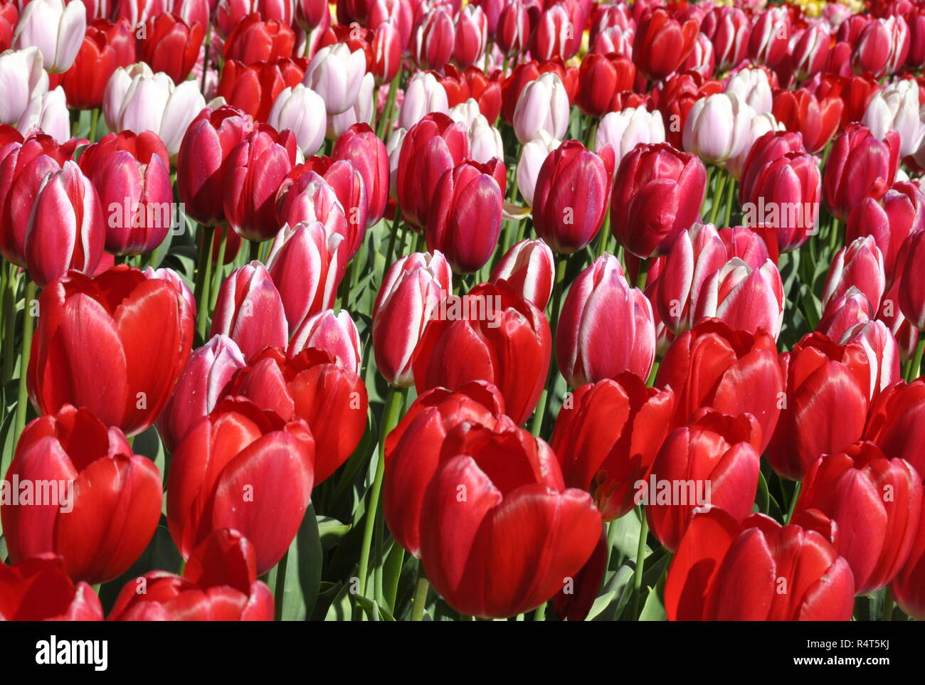 Group of red hi-res stock photography and images - Alamy