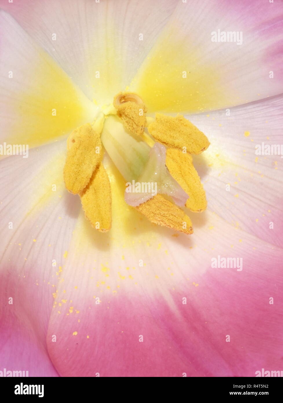 Inside of a tulip hi-res stock photography and images - Alamy