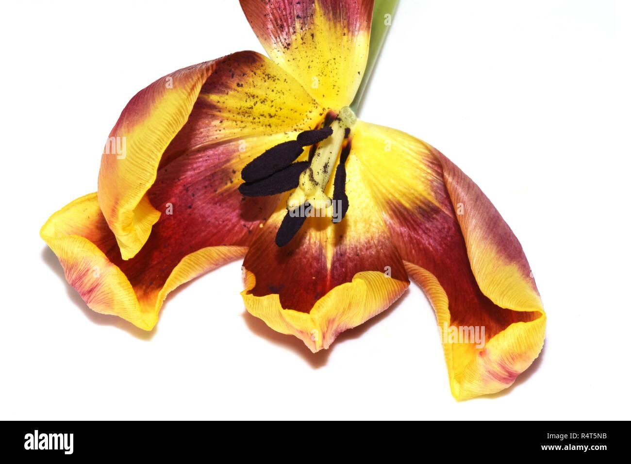 Tulip stamen pistil macro hi-res stock photography and images - Alamy