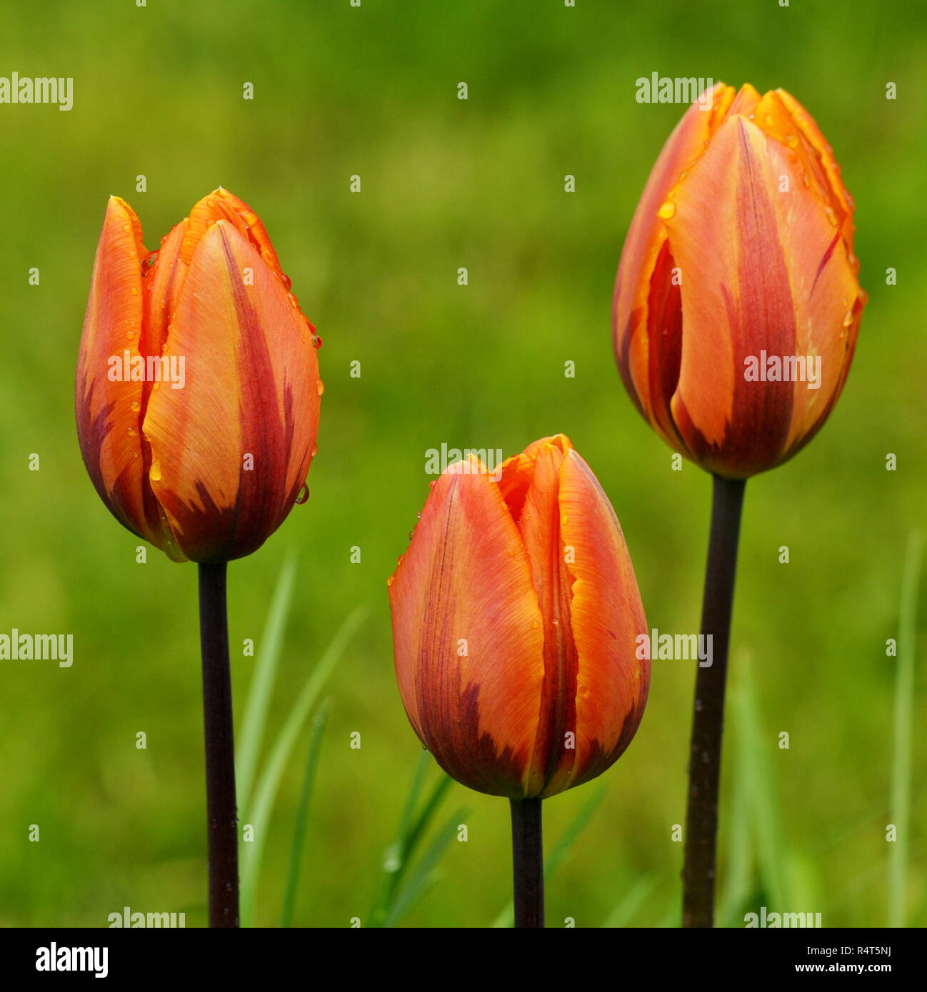 Bright tulip garden hi-res stock photography and images - Alamy