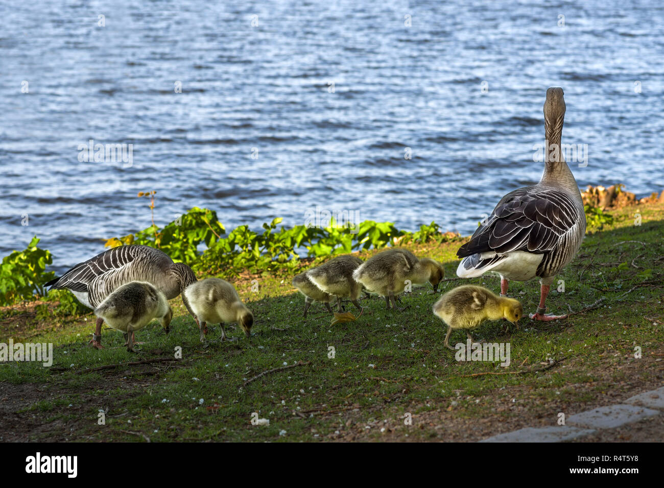 Alster family hi-res stock photography and images - Alamy