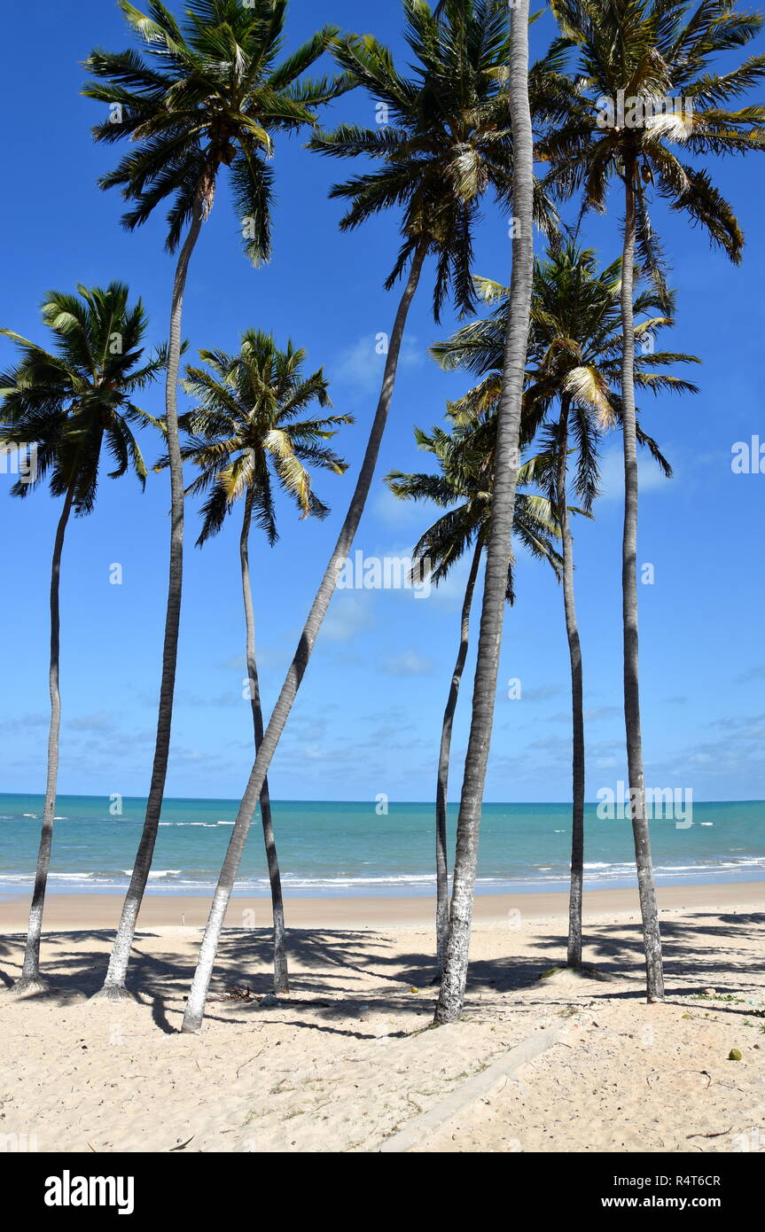 Coconut tree trunks hi-res stock photography and images - Alamy
