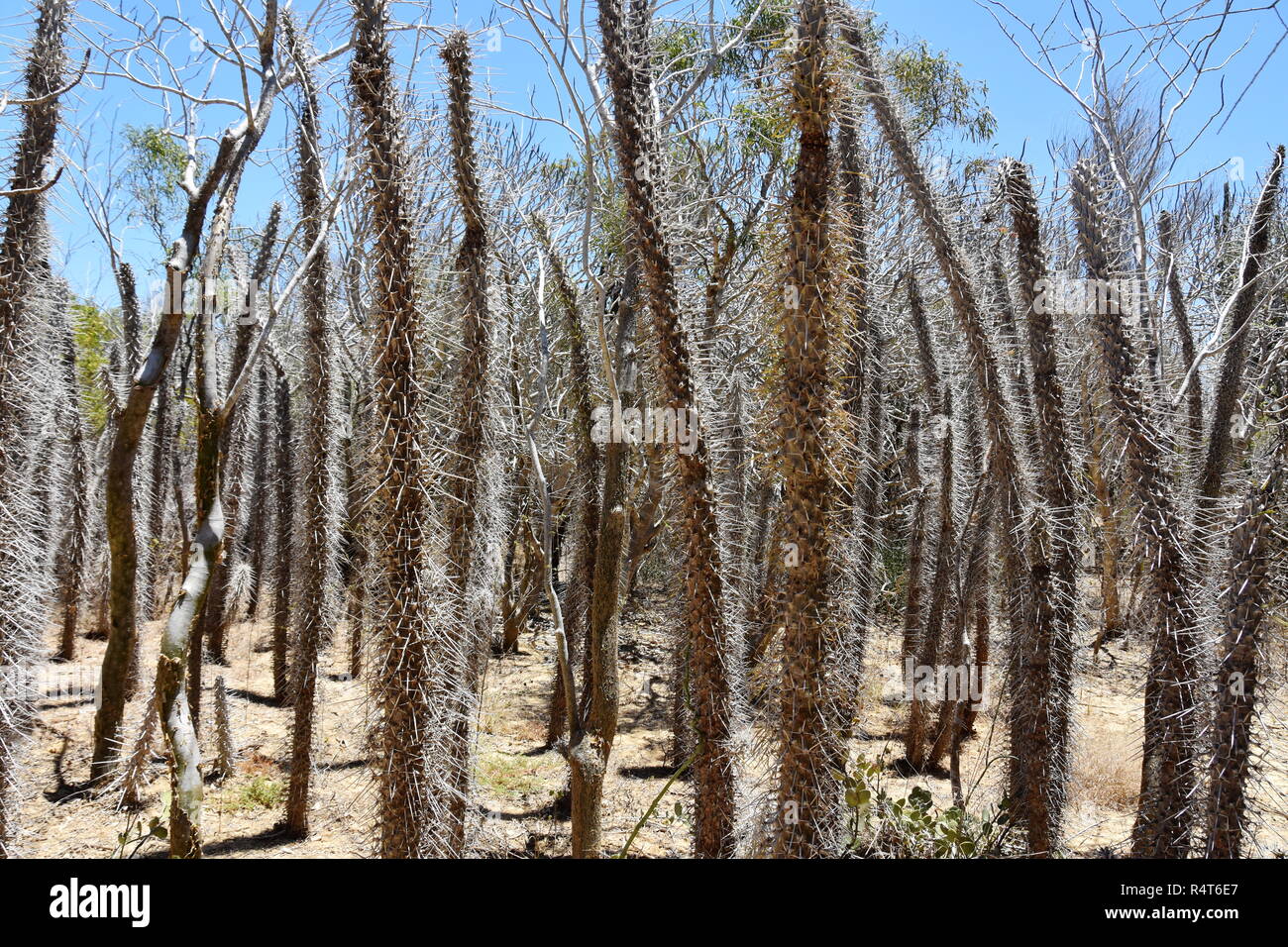 Octopus tree didierea madagascariensis hi-res stock photography and ...