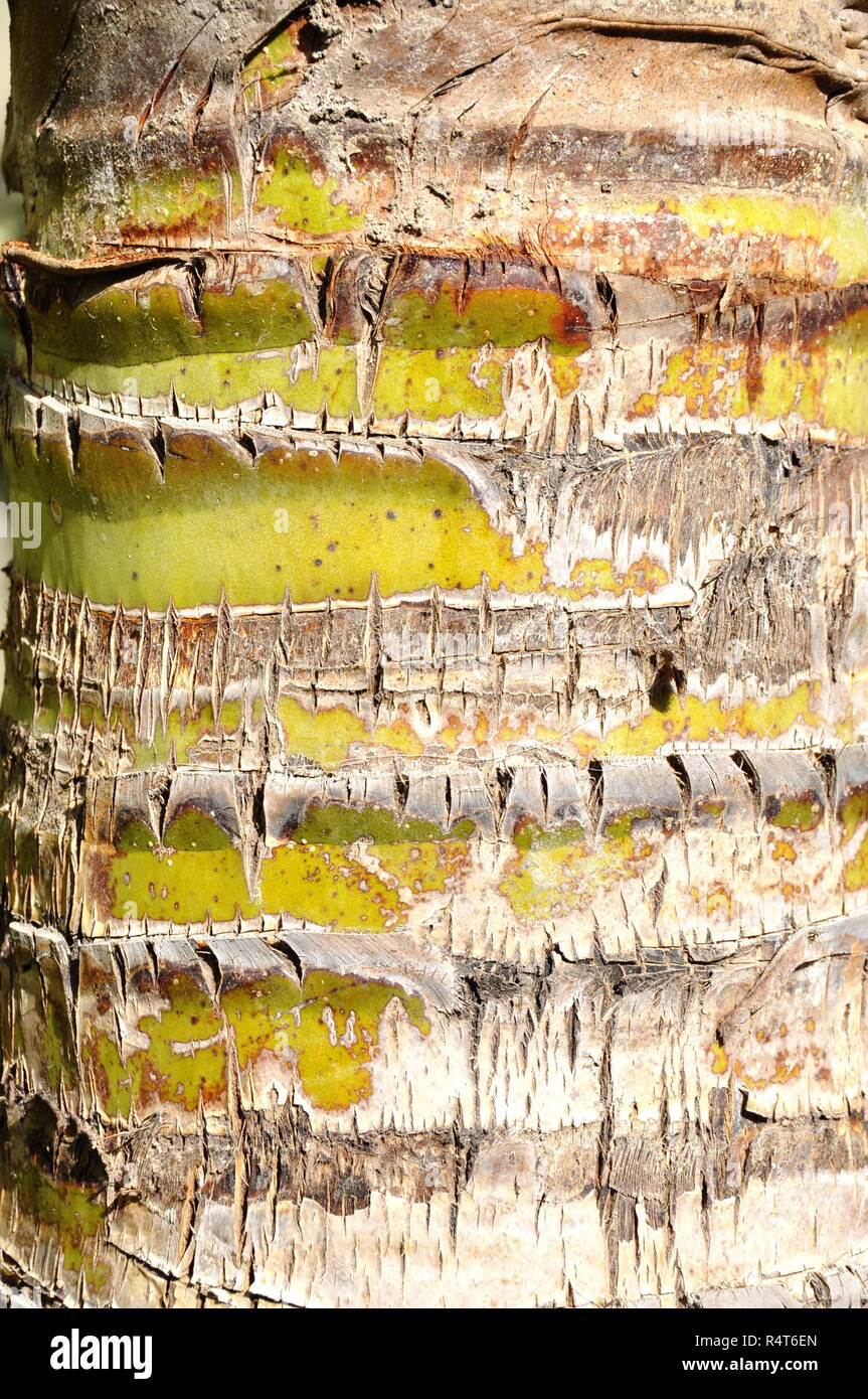 Tree rings pattern abstract hi-res stock photography and images - Alamy