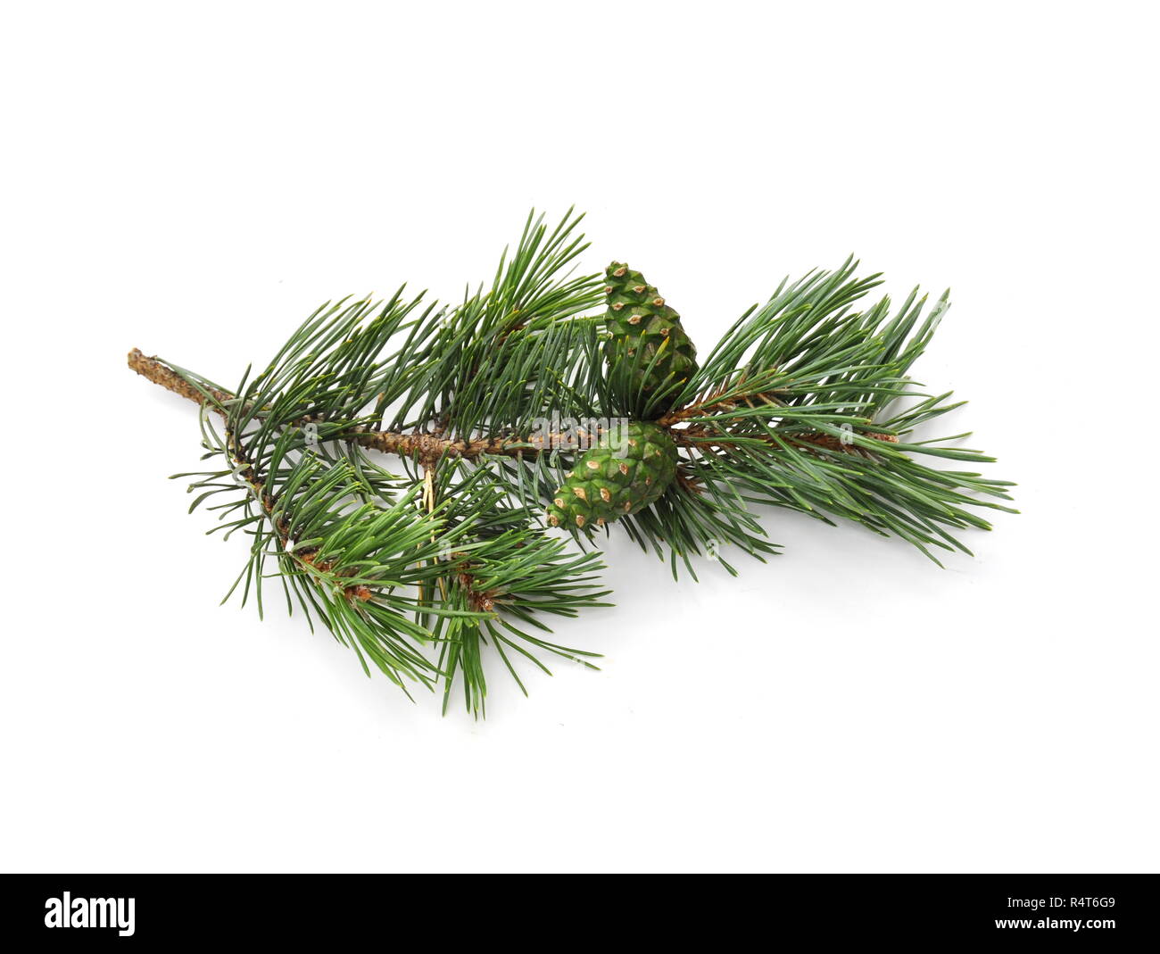 Branch of Pinus sylvestris with green cone on white background Stock ...