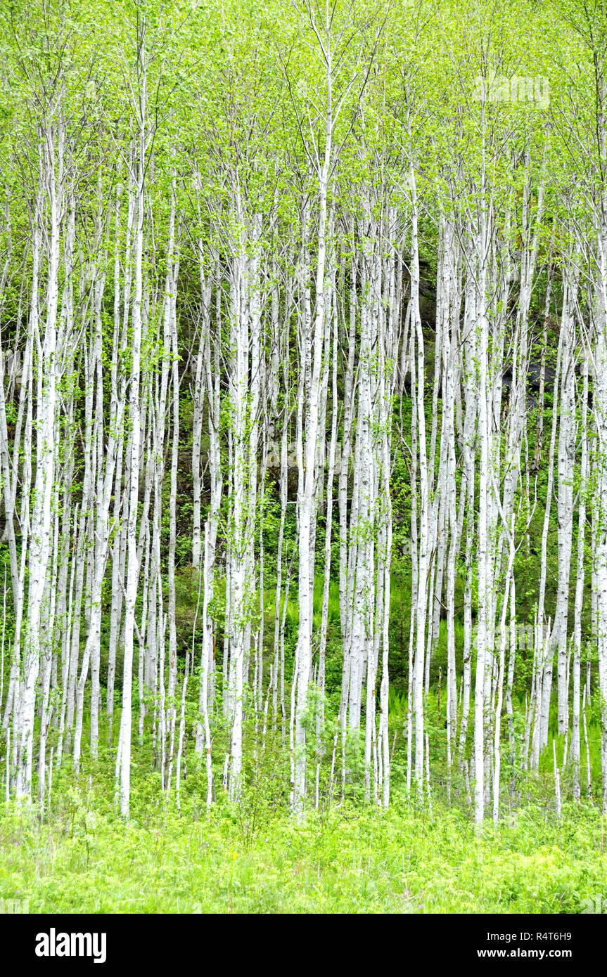 Alder trees with intensely green new foliage Stock Photo - Alamy