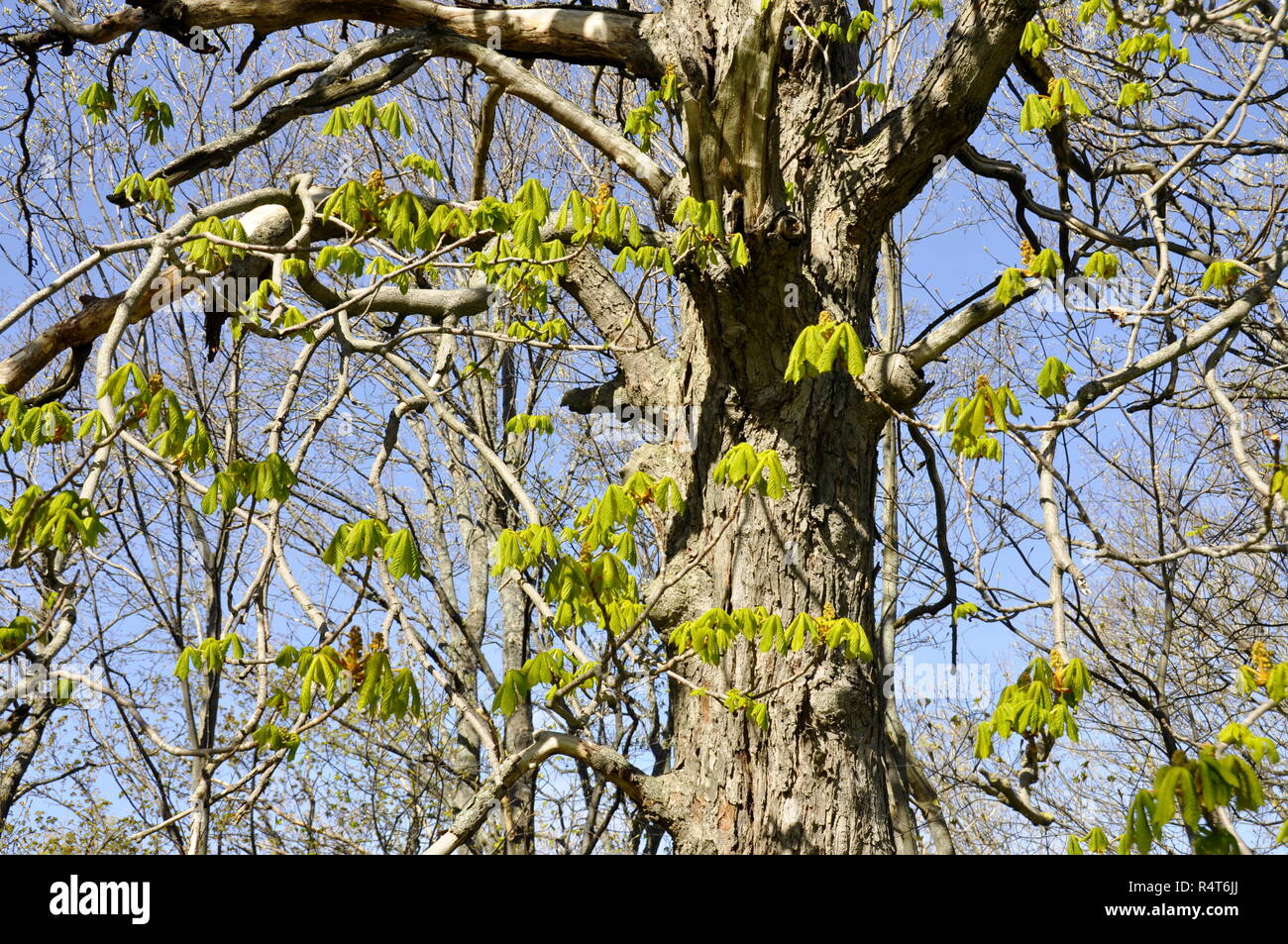 Tree with new leaves hi-res stock photography and images - Alamy