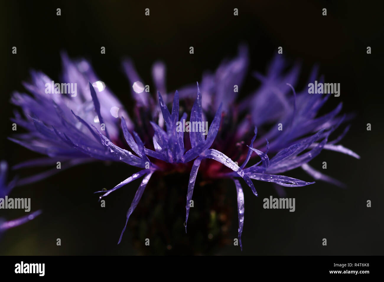 Wet cornflower hi-res stock photography and images - Alamy