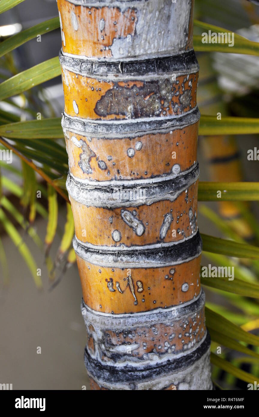 Concentric rings hi-res stock photography and images - Alamy