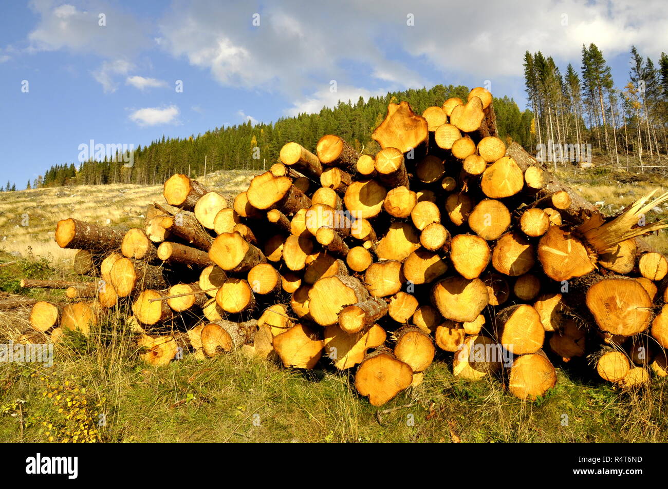 Timber in pile hi-res stock photography and images - Alamy