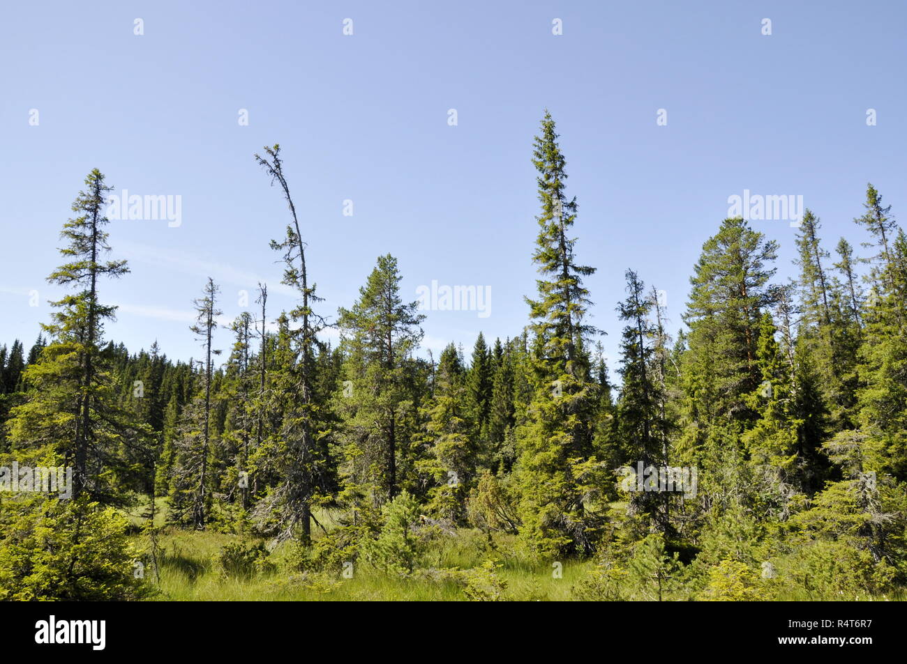 Forest with old fir trees Stock Photo - Alamy
