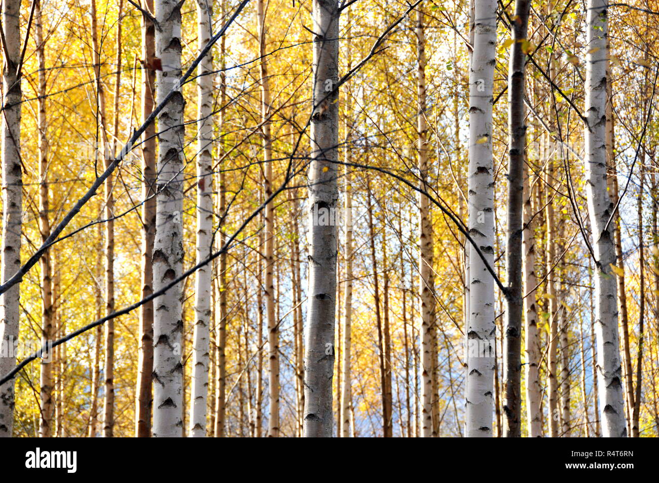 White birch tree in autumn hi-res stock photography and images - Alamy