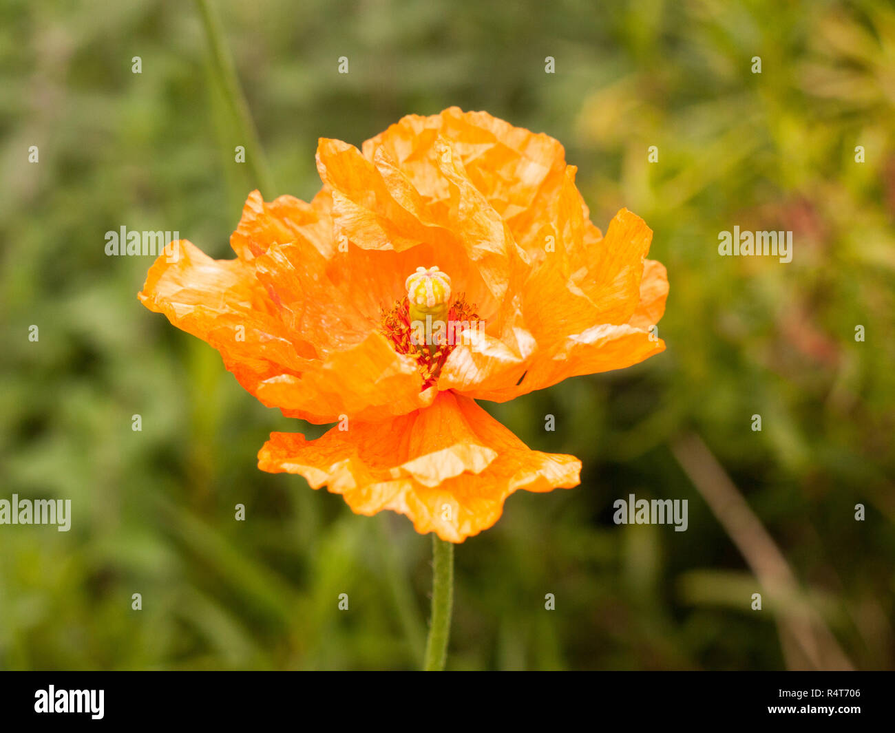 beautiful orange poppy flower head isolated outside in garden spring ...
