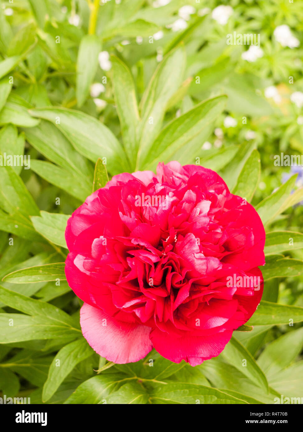 beautiful red big lush flower head outside in garden spring Stock Photo ...