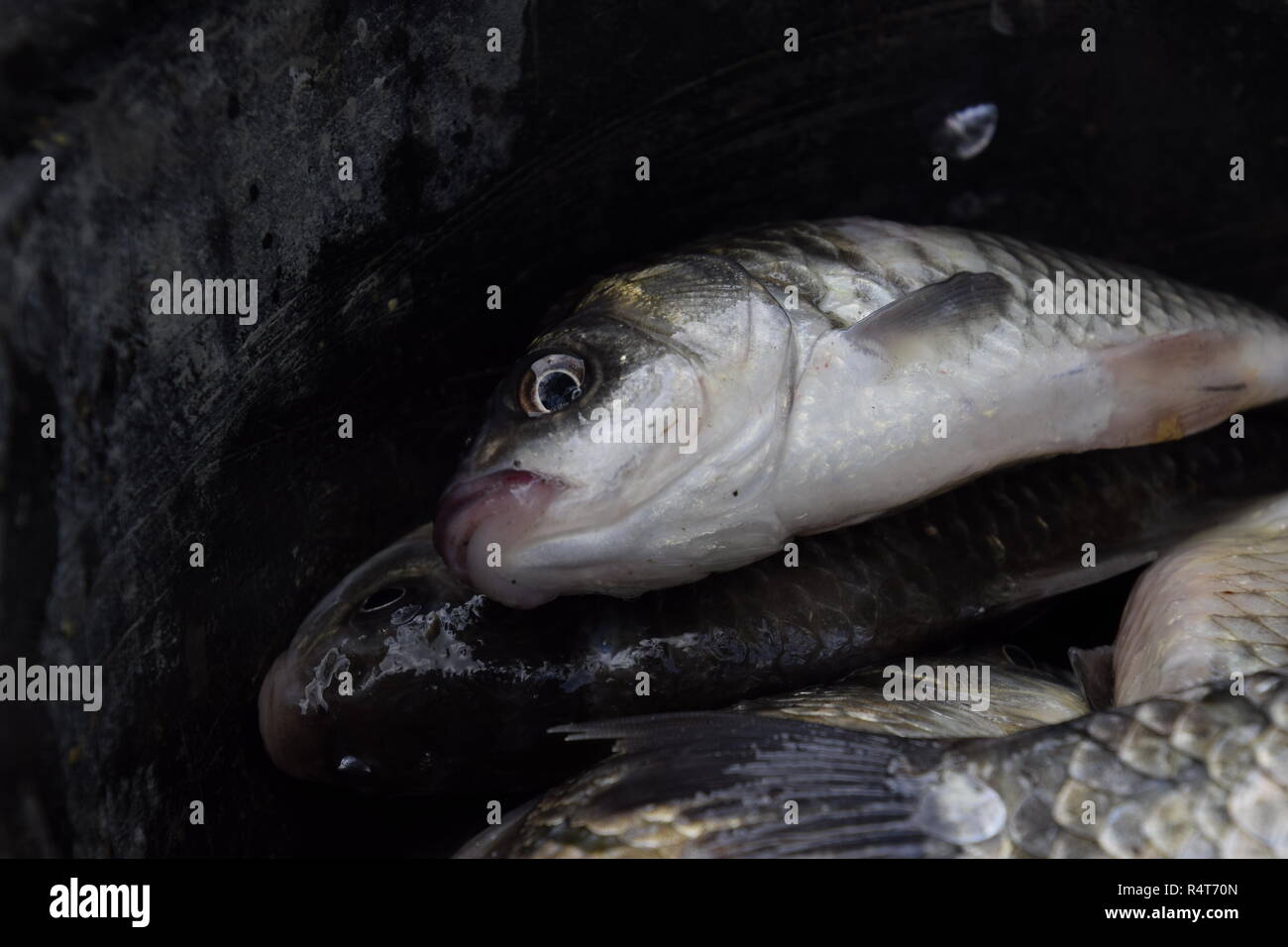 Freshwater fish with big scales hi-res stock photography and images - Alamy